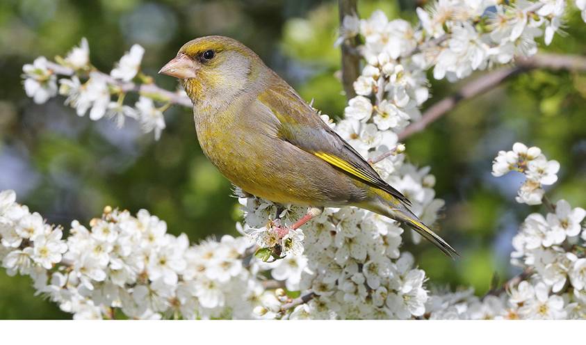 Bird Food & Feeders - Vine House Farm